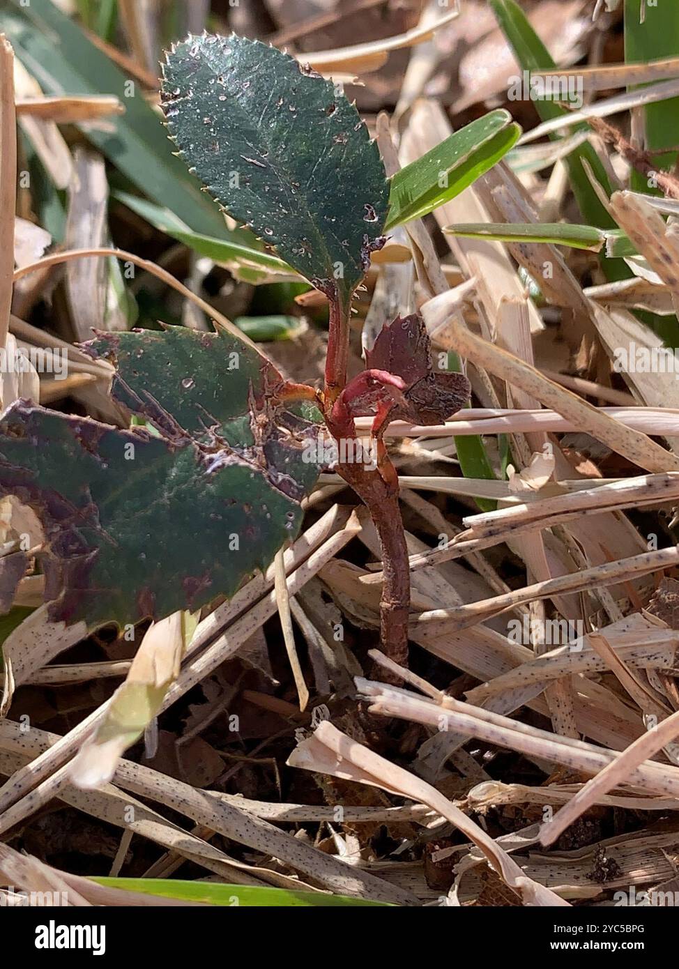Chinese Photinia (Photinia serratifolia) Plantae Stock Photo - Alamy