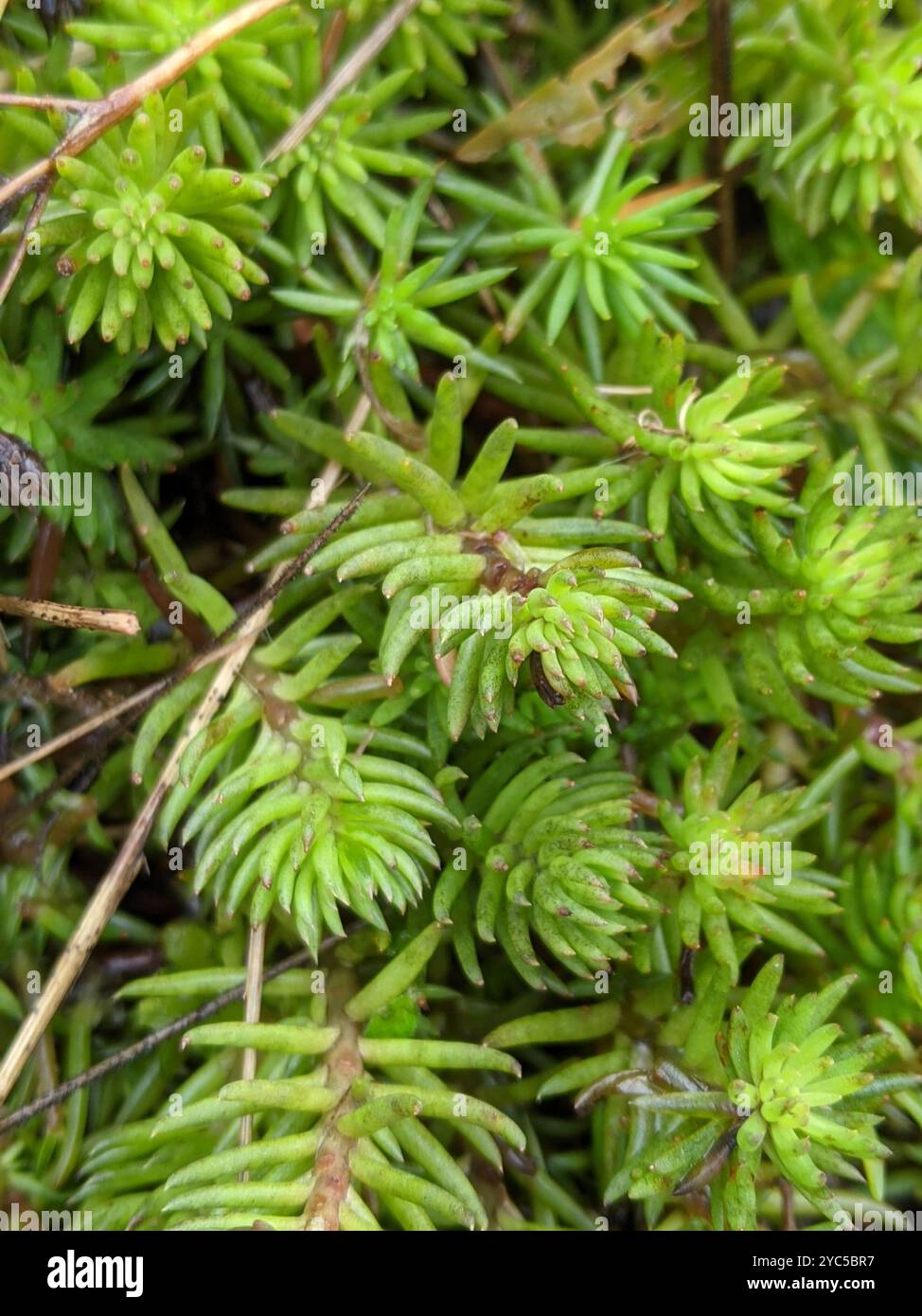 Reflexed Stonecrop (Petrosedum rupestre) Plantae Stock Photo - Alamy