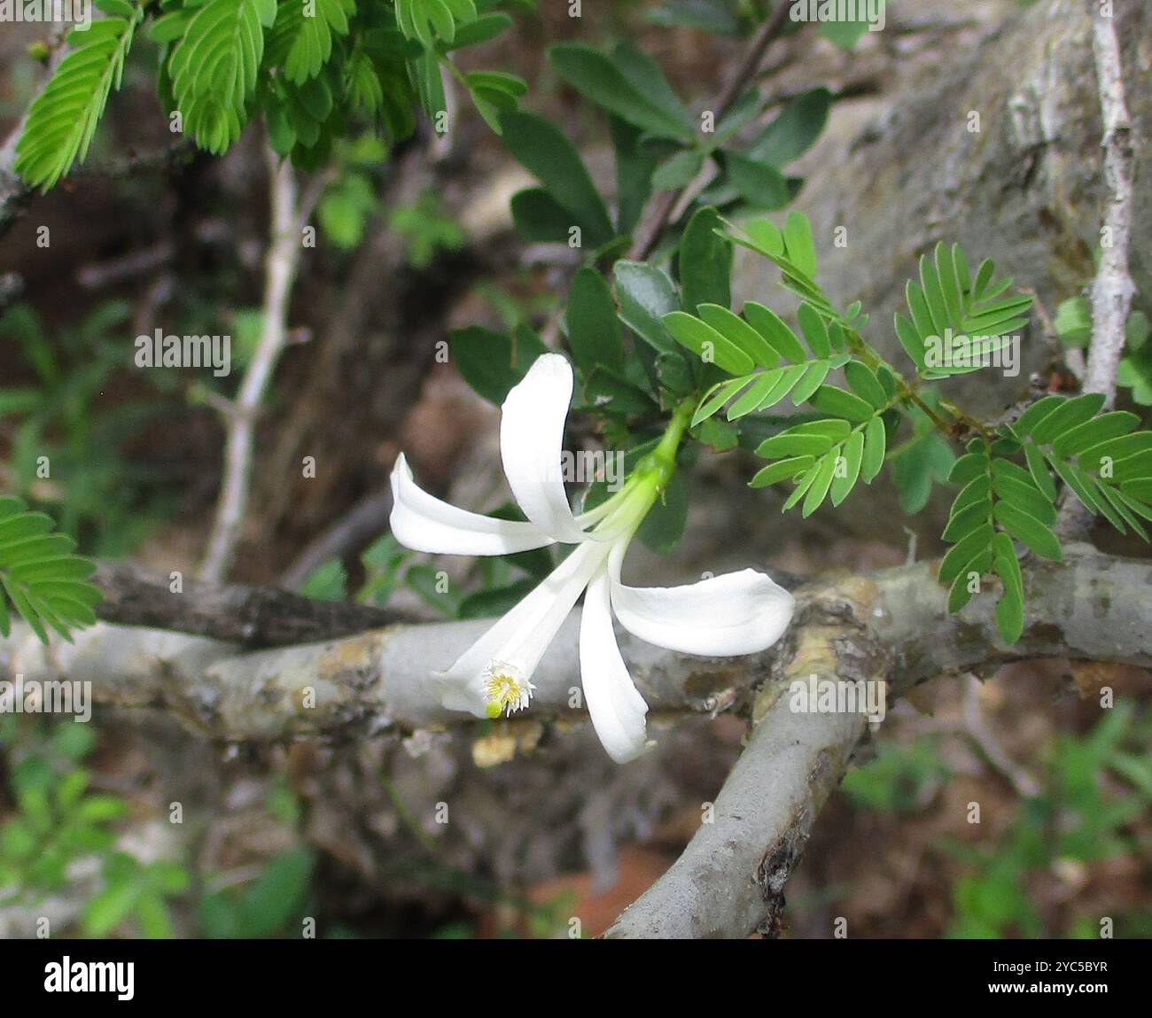 Small Honeysuckle Bush (Turraea obtusifolia) Plantae Stock Photo - Alamy