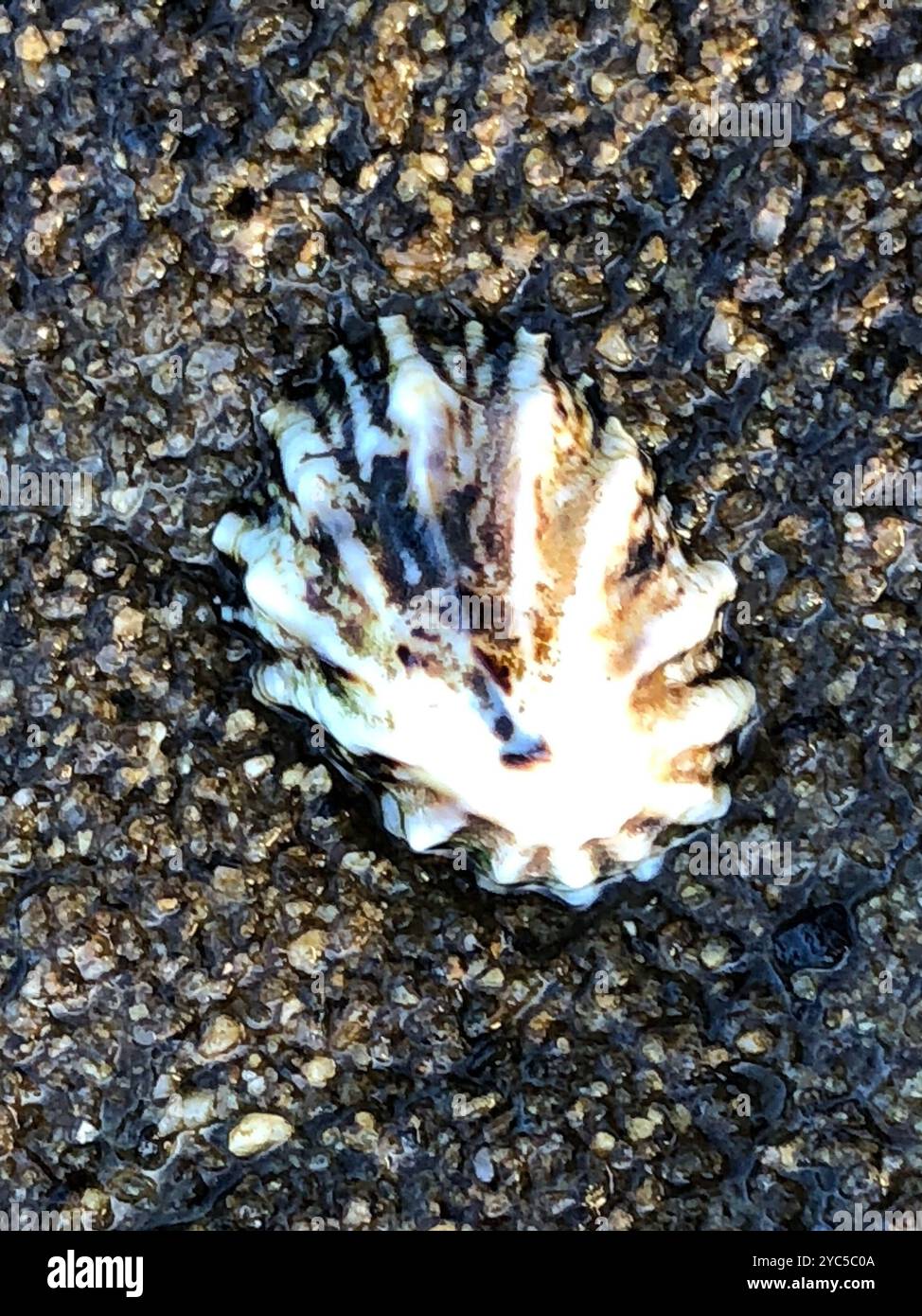 Rough Limpet (Lottia scabra) Mollusca Stock Photo - Alamy