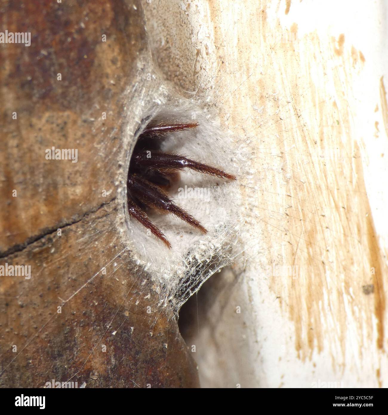 Tube web spiders hi-res stock photography and images - Alamy