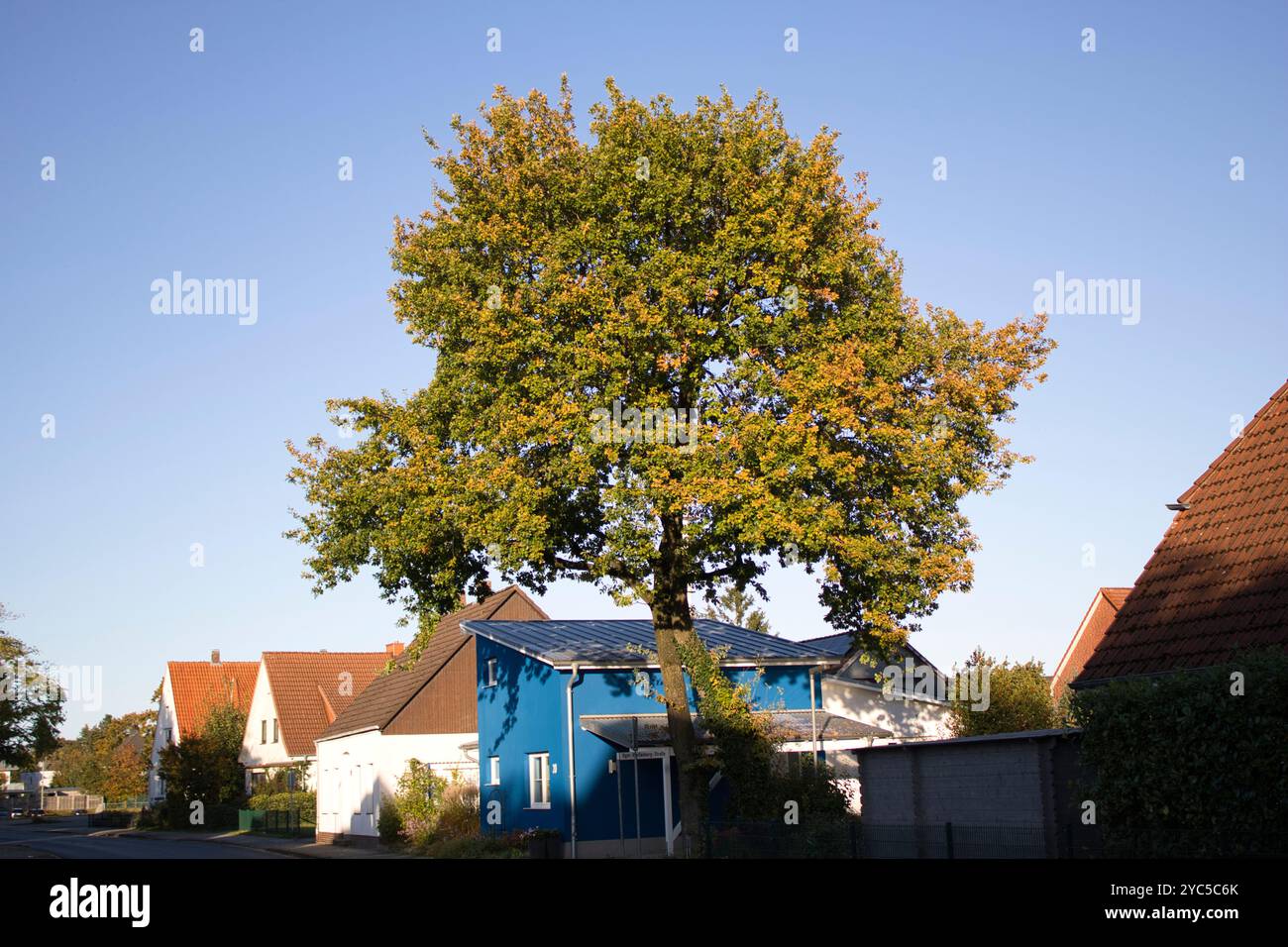 Tree with Blue House Stock Photo - Alamy