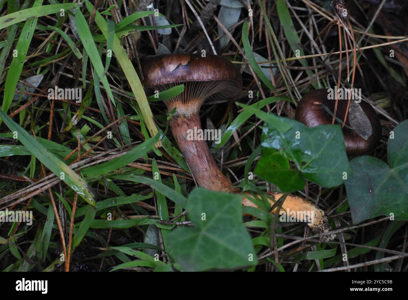 Pine Spikes (Chroogomphus vinicolor) Fungi Stock Photo - Alamy
