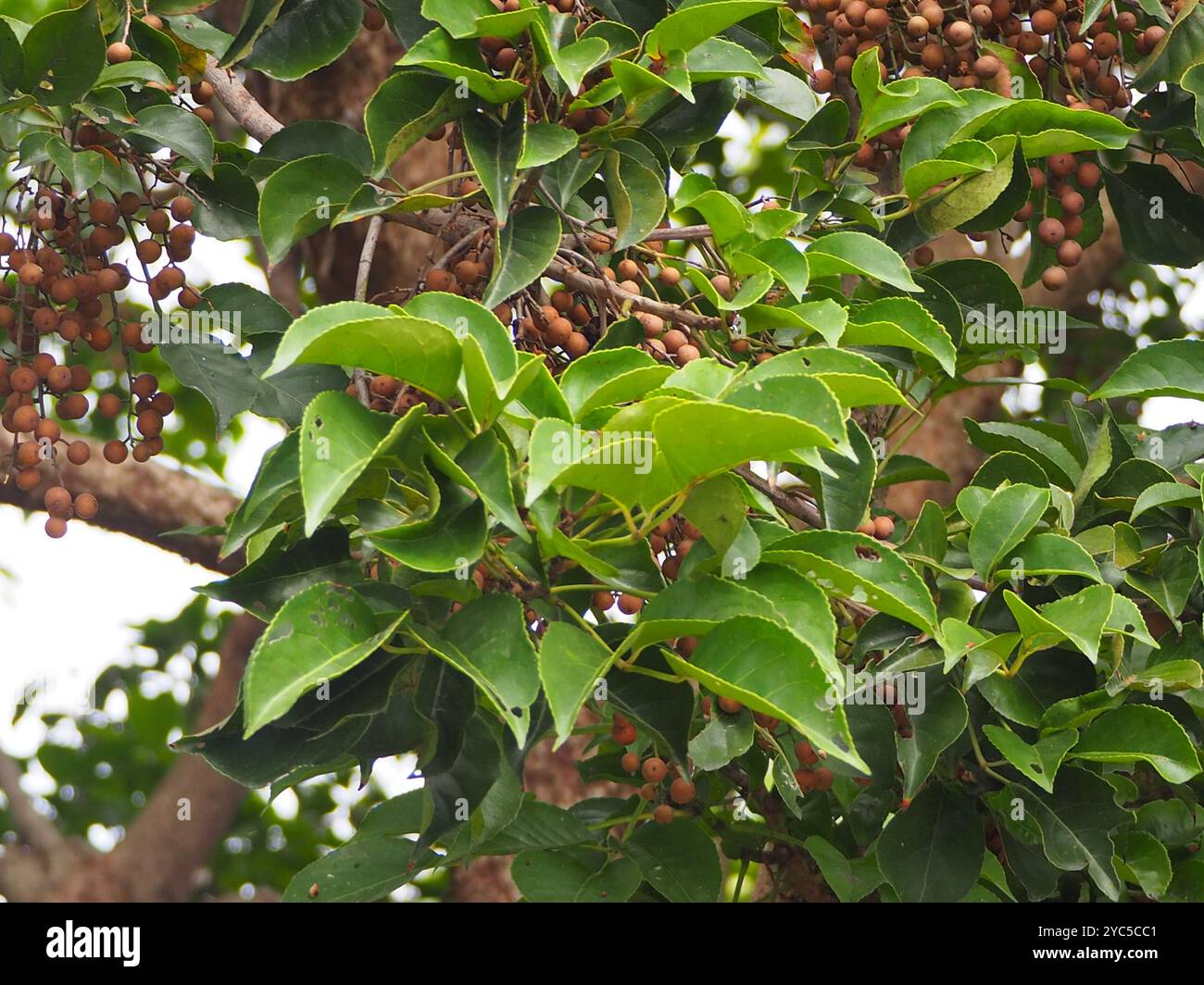 Bischofia hi-res stock photography and images - Alamy