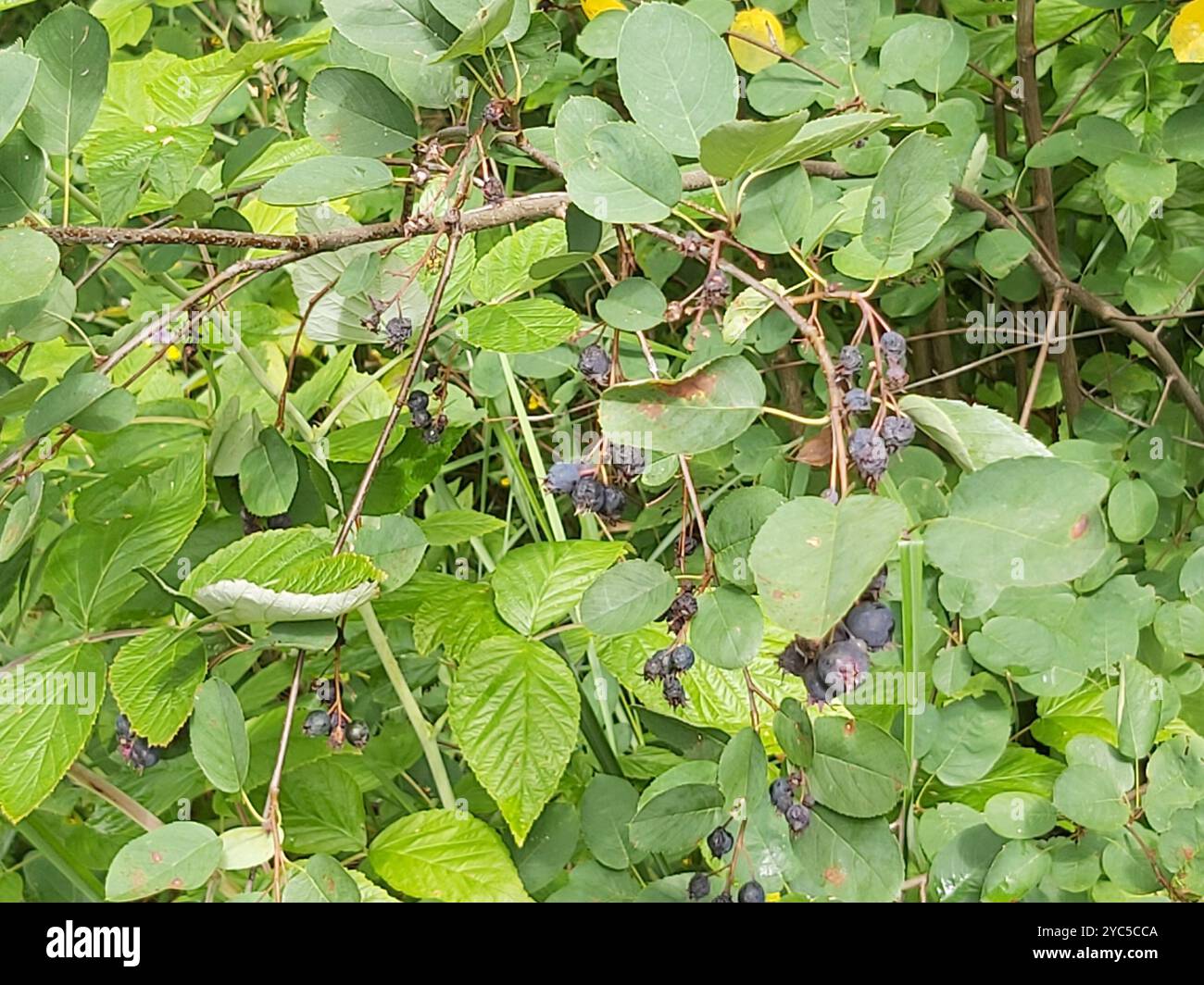 Dwarf Serviceberry (Amelanchier × spicata) Plantae Stock Photo - Alamy
