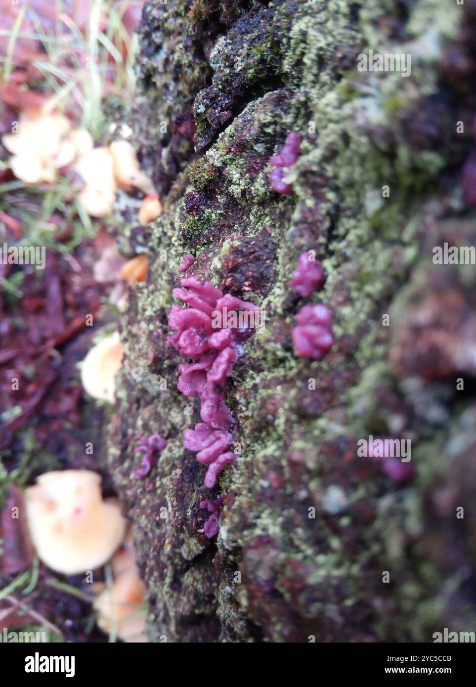 Purple Jellydisc (Ascocoryne sarcoides) Fungi Stock Photo - Alamy