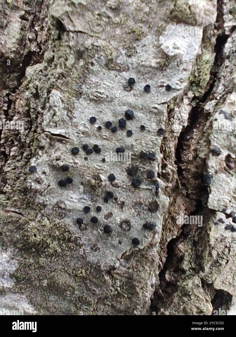 Common Button Lichen (Buellia erubescens) Fungi Stock Photo - Alamy