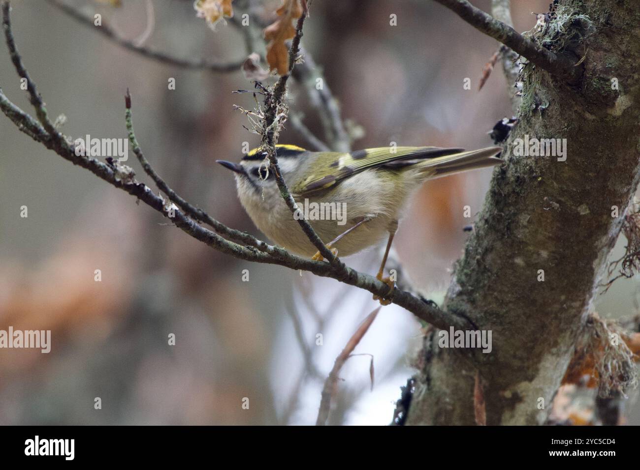 Golden-crowned Kinglet (Regulus satrapa) Aves Stock Photo - Alamy