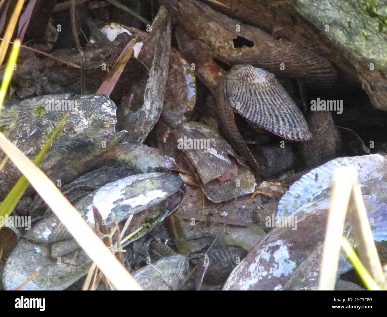 Atlantic Ribbed Mussel (Geukensia demissa) Mollusca Stock Photo - Alamy