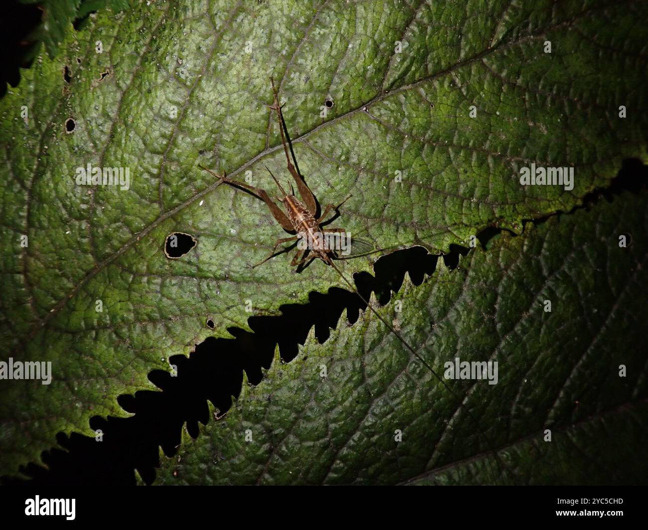 Camel Crickets, Cave Crickets, and Cave Wēta (Rhaphidophoridae) Insecta ...