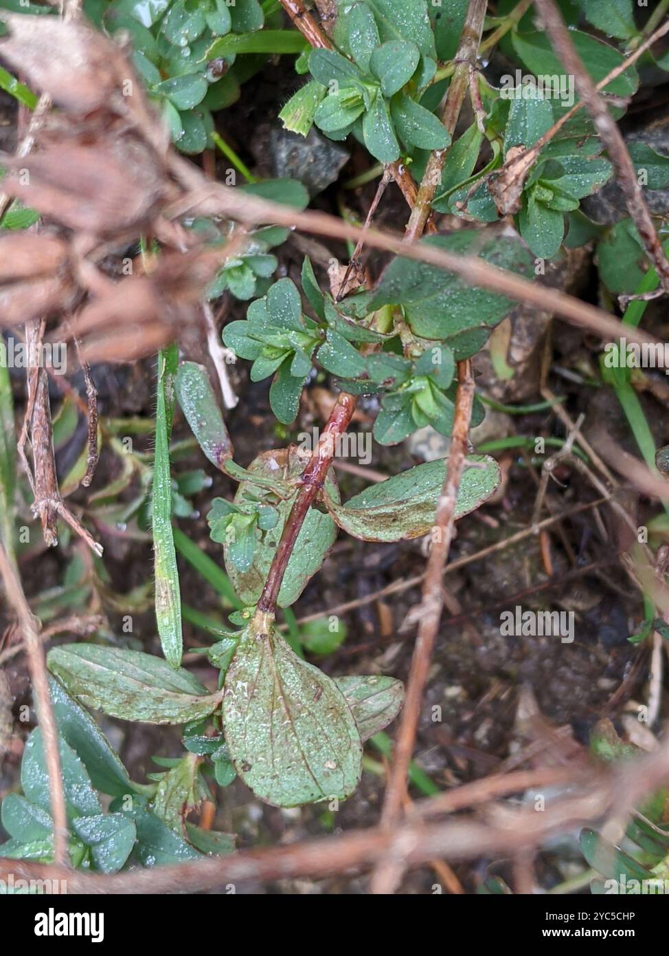vascular plants (Tracheophyta) Plantae Stock Photo - Alamy