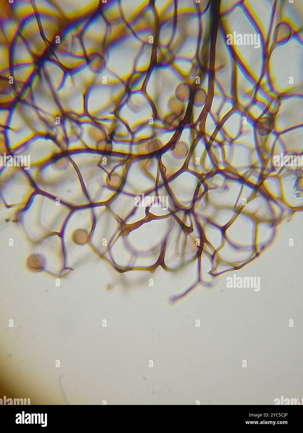 (Comatricha elegans) Protozoa Stock Photo - Alamy