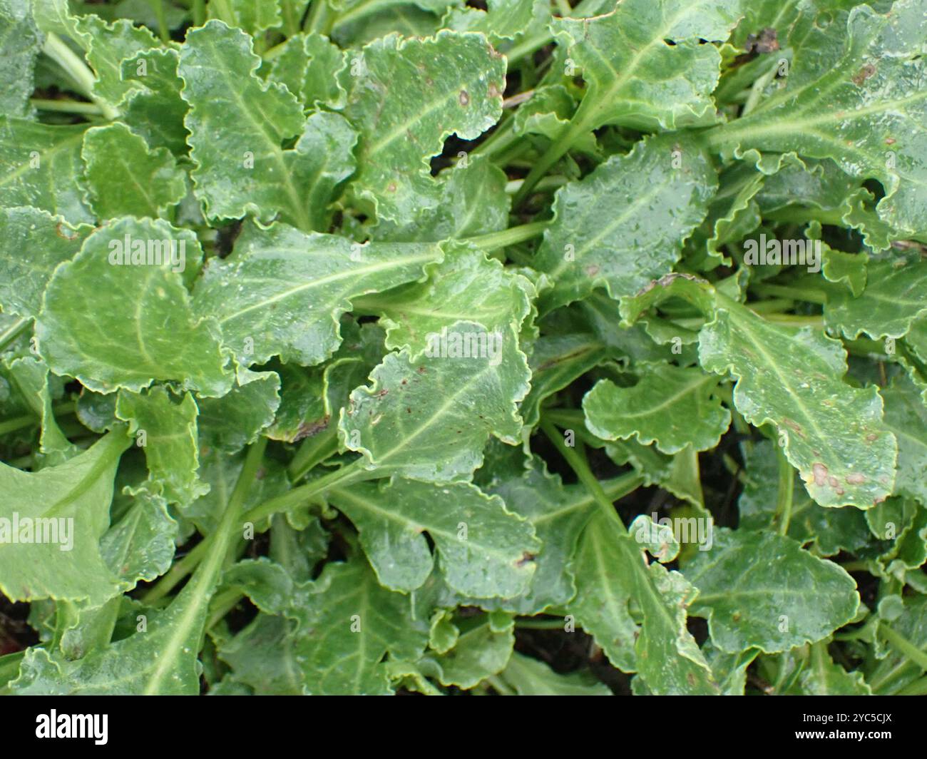 sea beet (Beta vulgaris maritima) Plantae Stock Photo - Alamy