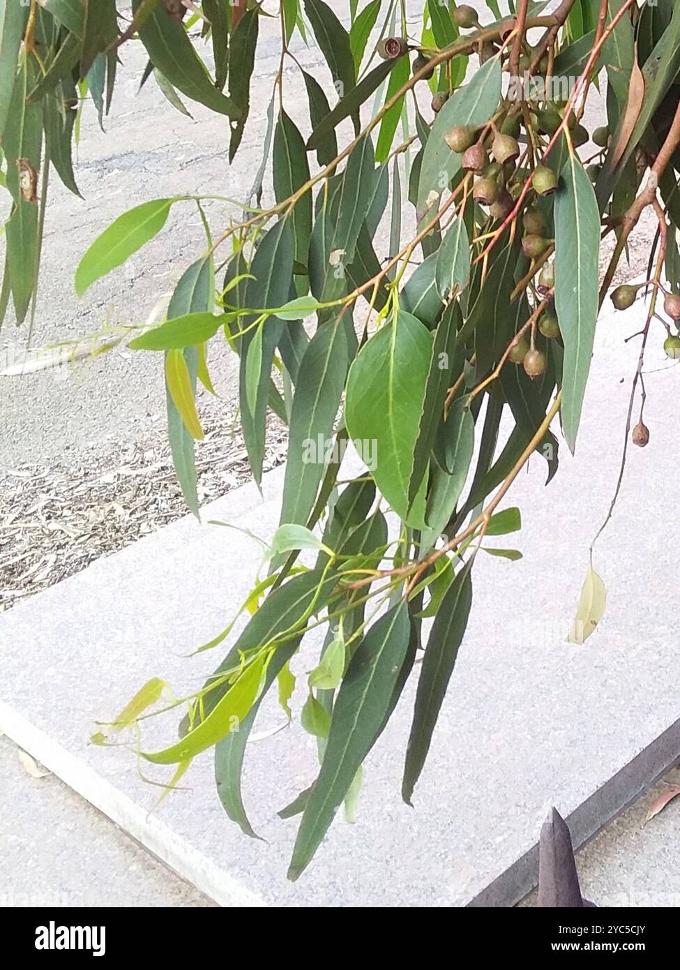 South Australian Blue Gum (Eucalyptus leucoxylon leucoxylon) Plantae ...