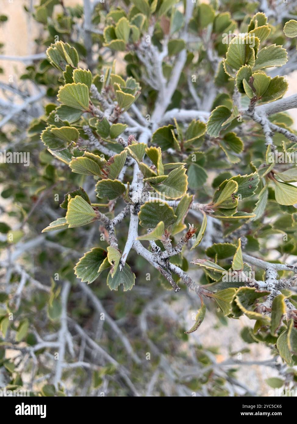 Birchleaf Mountain Mahogany (Cercocarpus betuloides) Plantae Stock ...