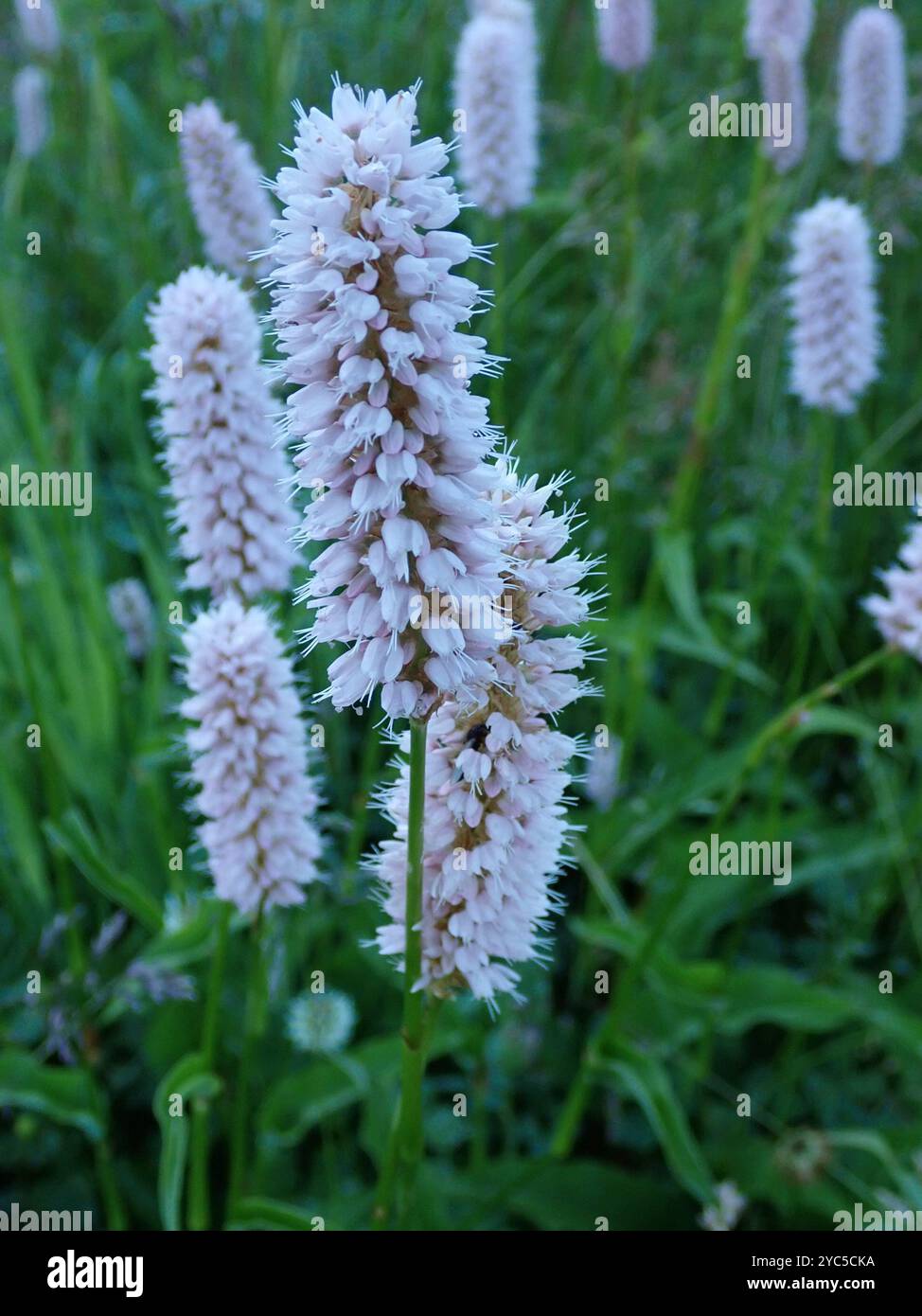 common bistort (Bistorta officinalis) Plantae Stock Photo - Alamy
