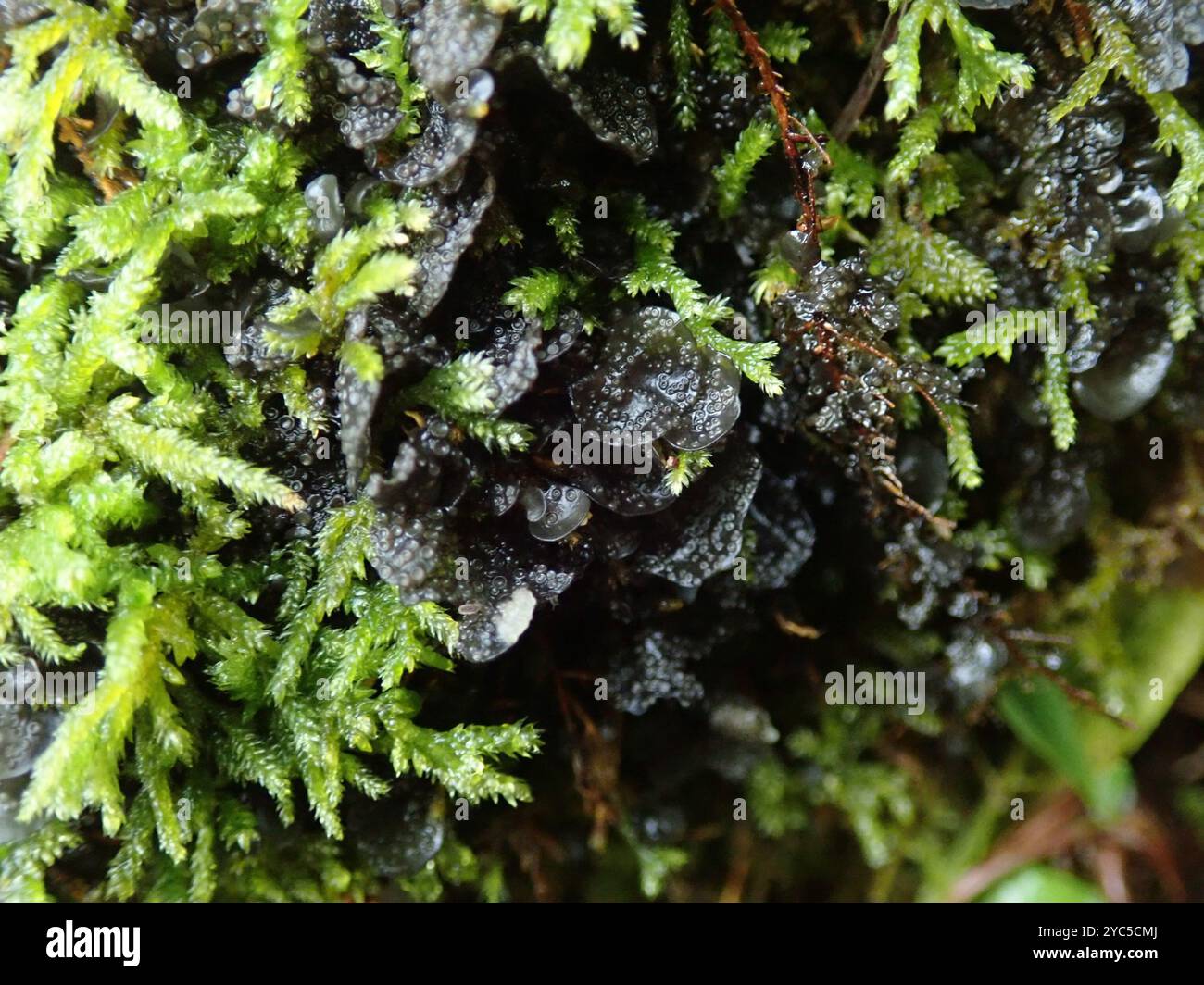 Batwing Vinyl Lichen (Scytinium platynum) Fungi Stock Photo - Alamy