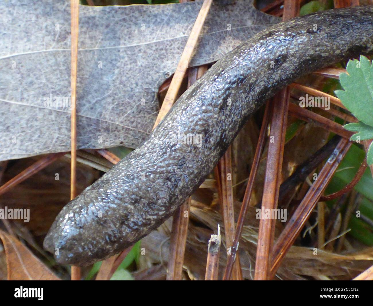 Changeable Mantleslug (Megapallifera mutabilis) Mollusca Stock Photo ...