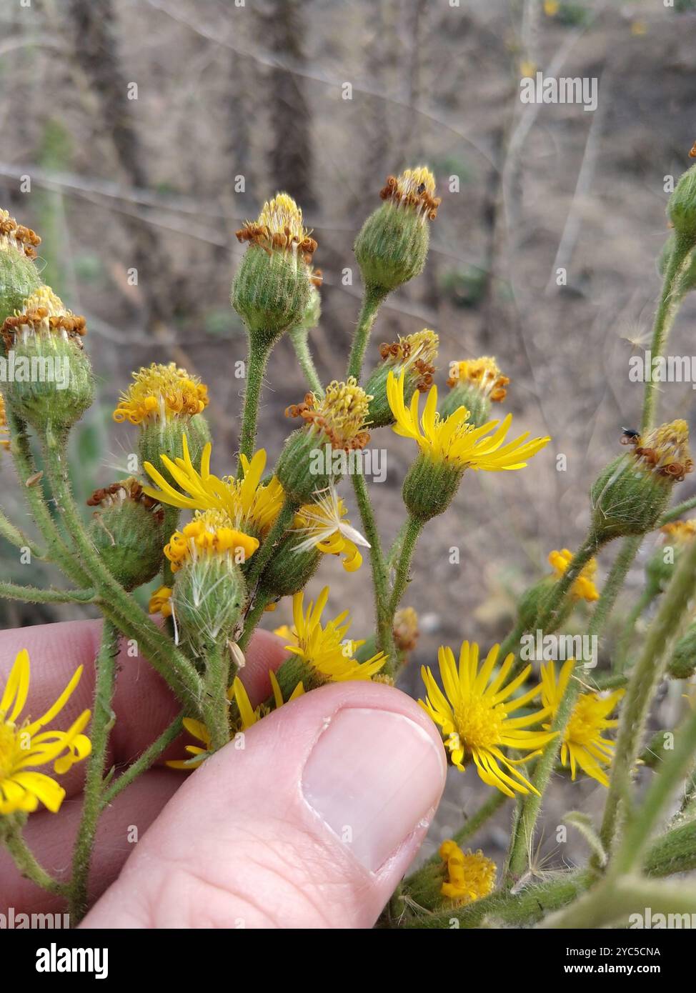 Telegraphweed (Heterotheca grandiflora) Plantae Stock Photo - Alamy