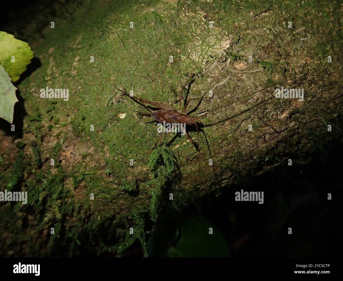 Camel Crickets, Cave Crickets, and Cave Wēta (Rhaphidophoridae) Insecta ...