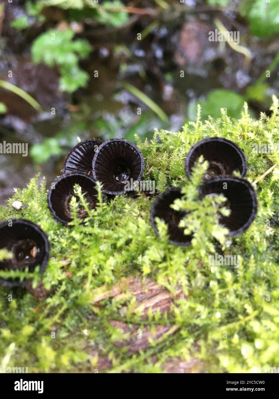 fluted bird's nest fungus (Cyathus striatus) Fungi Stock Photo - Alamy