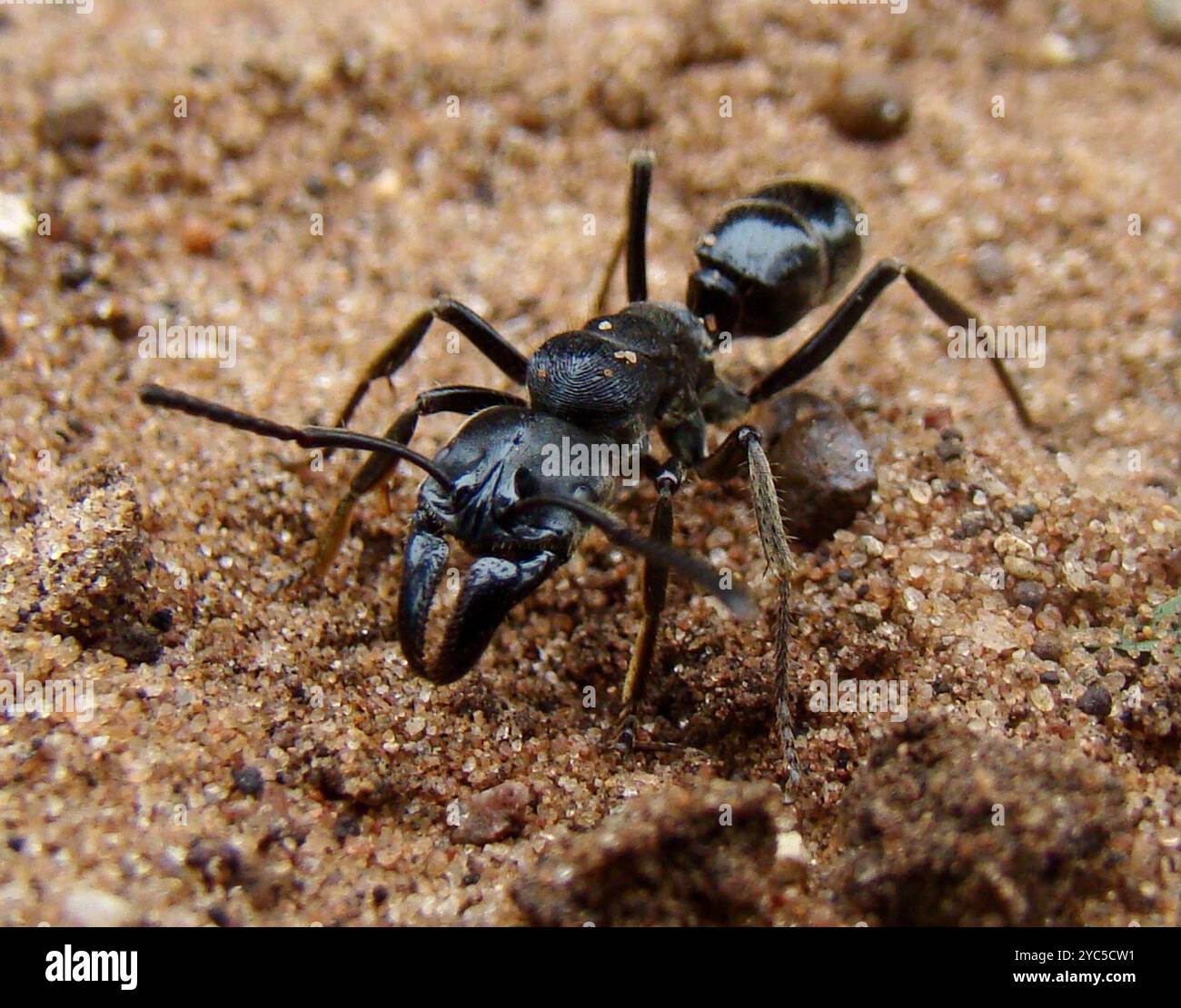 African stink ant (Paltothyreus tarsatus) Insecta Stock Photo - Alamy