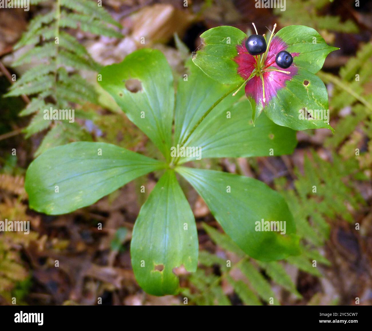 Cucumber Root (Medeola virginiana) Plantae Stock Photo - Alamy