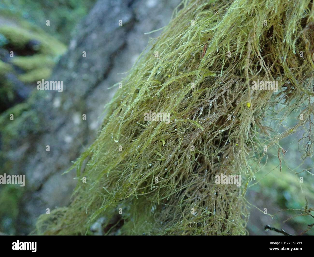 Cat's Tail Moss (Pseudisothecium stoloniferum) Plantae Stock Photo - Alamy