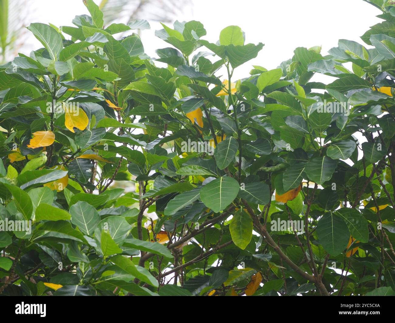 Ficus septica hi-res stock photography and images - Alamy