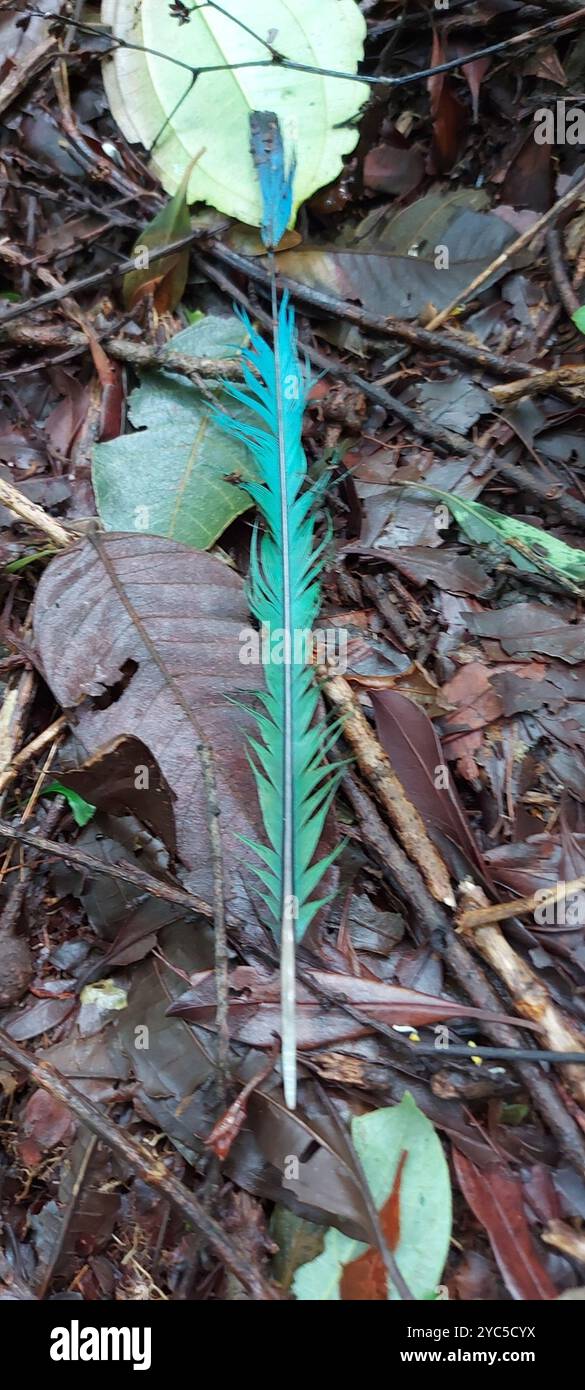 Lesson's Motmot (Momotus lessonii) Aves Stock Photo - Alamy