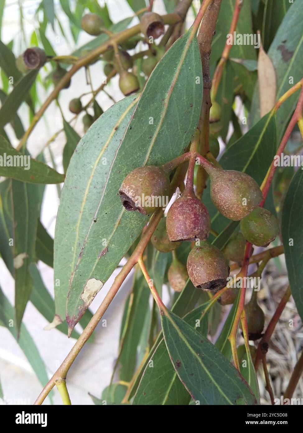 South Australian Blue Gum (Eucalyptus leucoxylon leucoxylon) Plantae ...