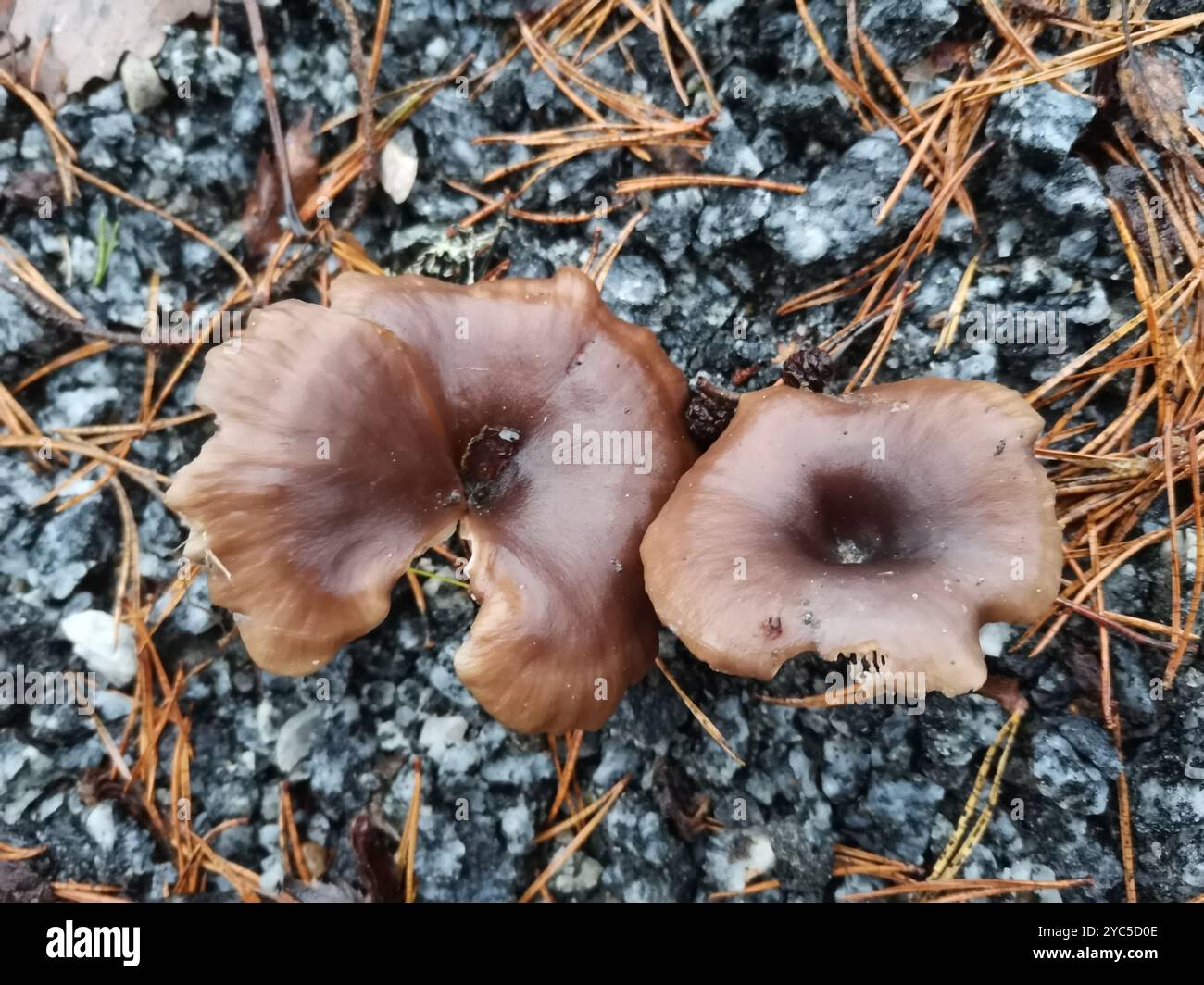 The Goblet (Pseudoclitocybe cyathiformis) Fungi Stock Photo - Alamy