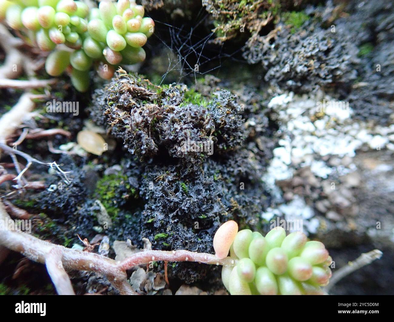 Tattered Jellyskin Lichen (Scytinium lichenoides) Fungi Stock Photo - Alamy