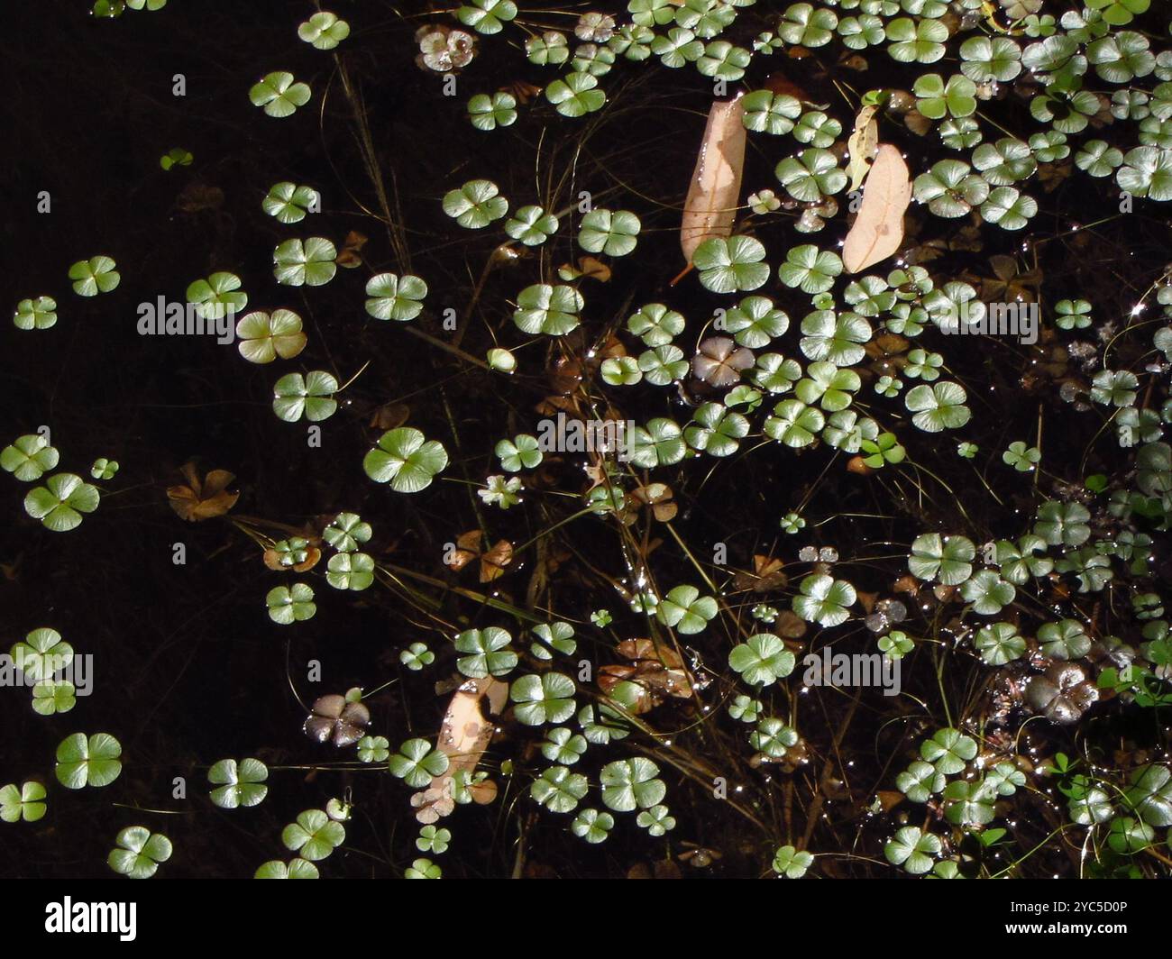 Helicopter Ferns (Marsilea) Plantae Stock Photo - Alamy