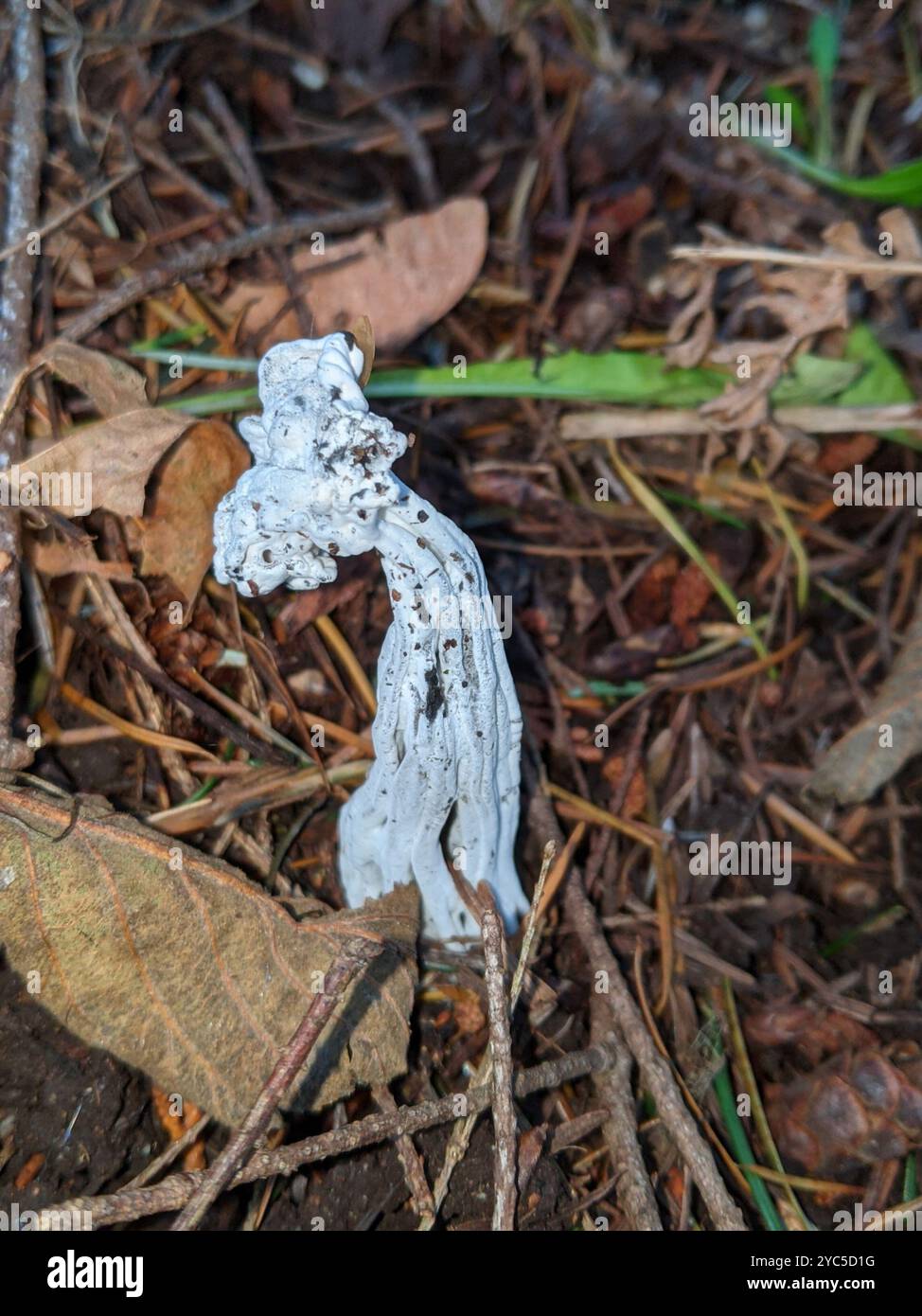 (Hypomyces cervinigenus) Fungi Stock Photo - Alamy