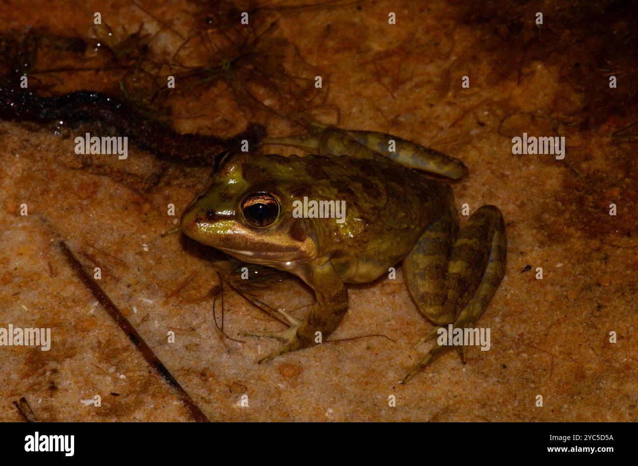 Cape River Frog (Amietia fuscigula) Amphibia Stock Photo - Alamy