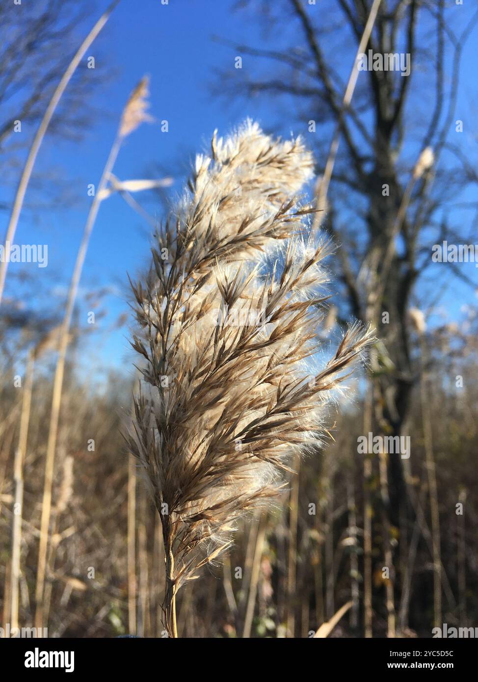 common reed (Phragmites australis) Plantae Stock Photo - Alamy