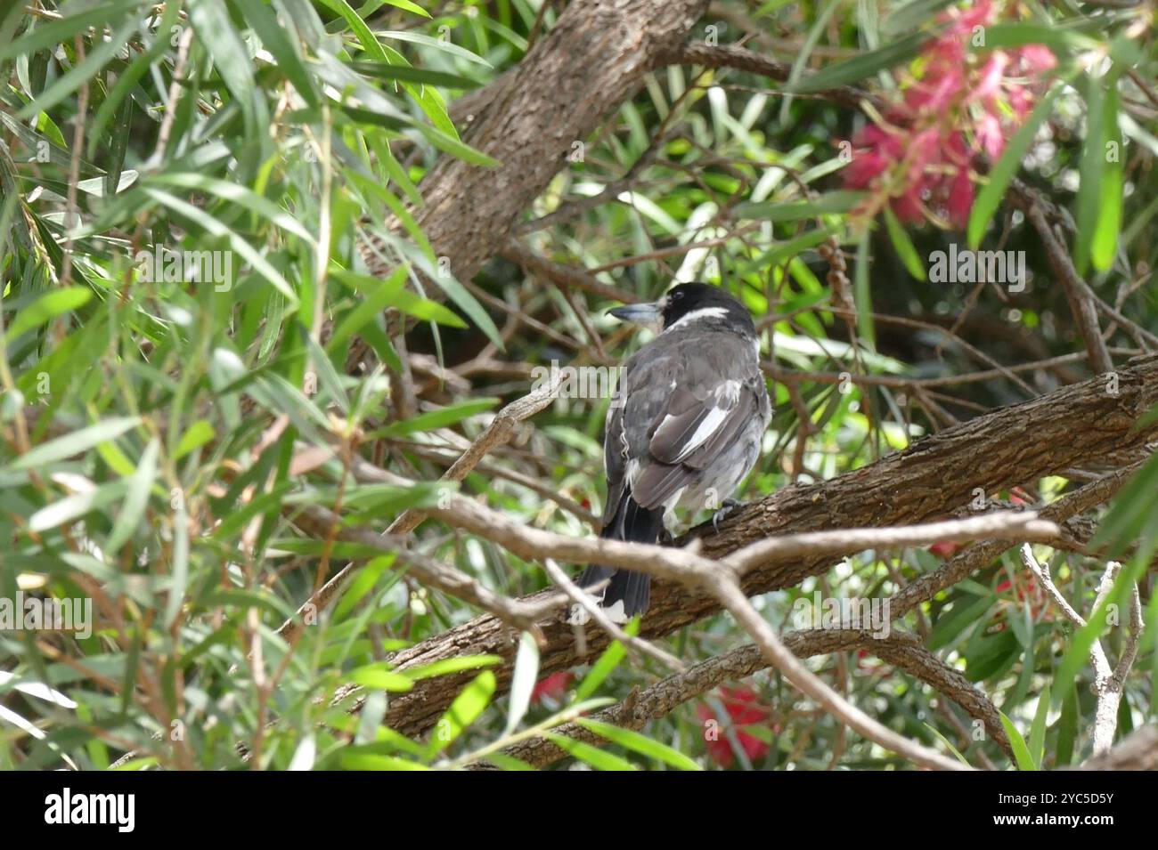 Grey Butcherbird (Cracticus torquatus) Aves Stock Photo - Alamy