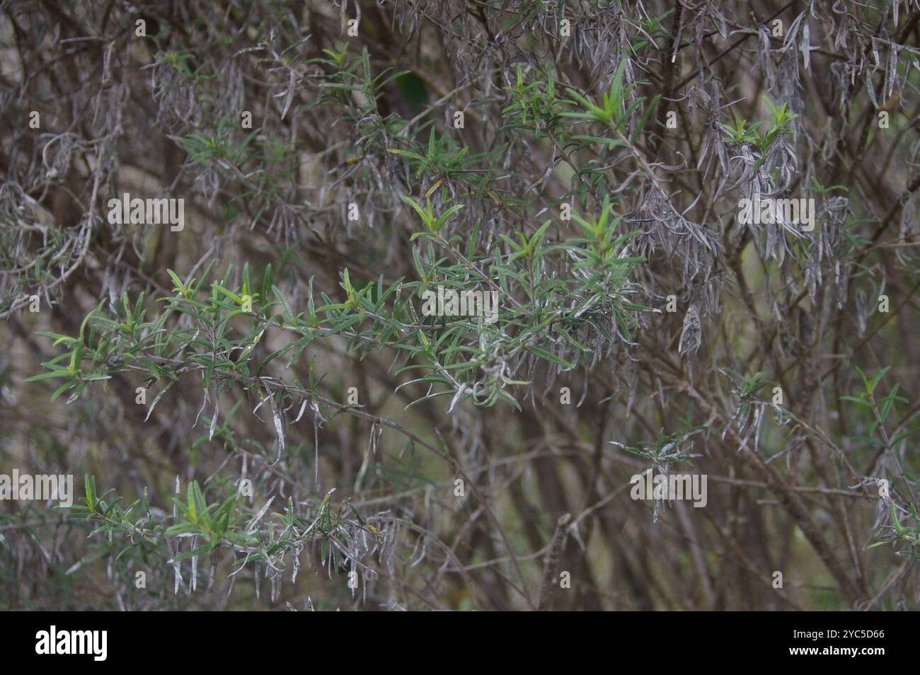 romerillo (Trigonopterum laricifolium) Plantae Stock Photo - Alamy