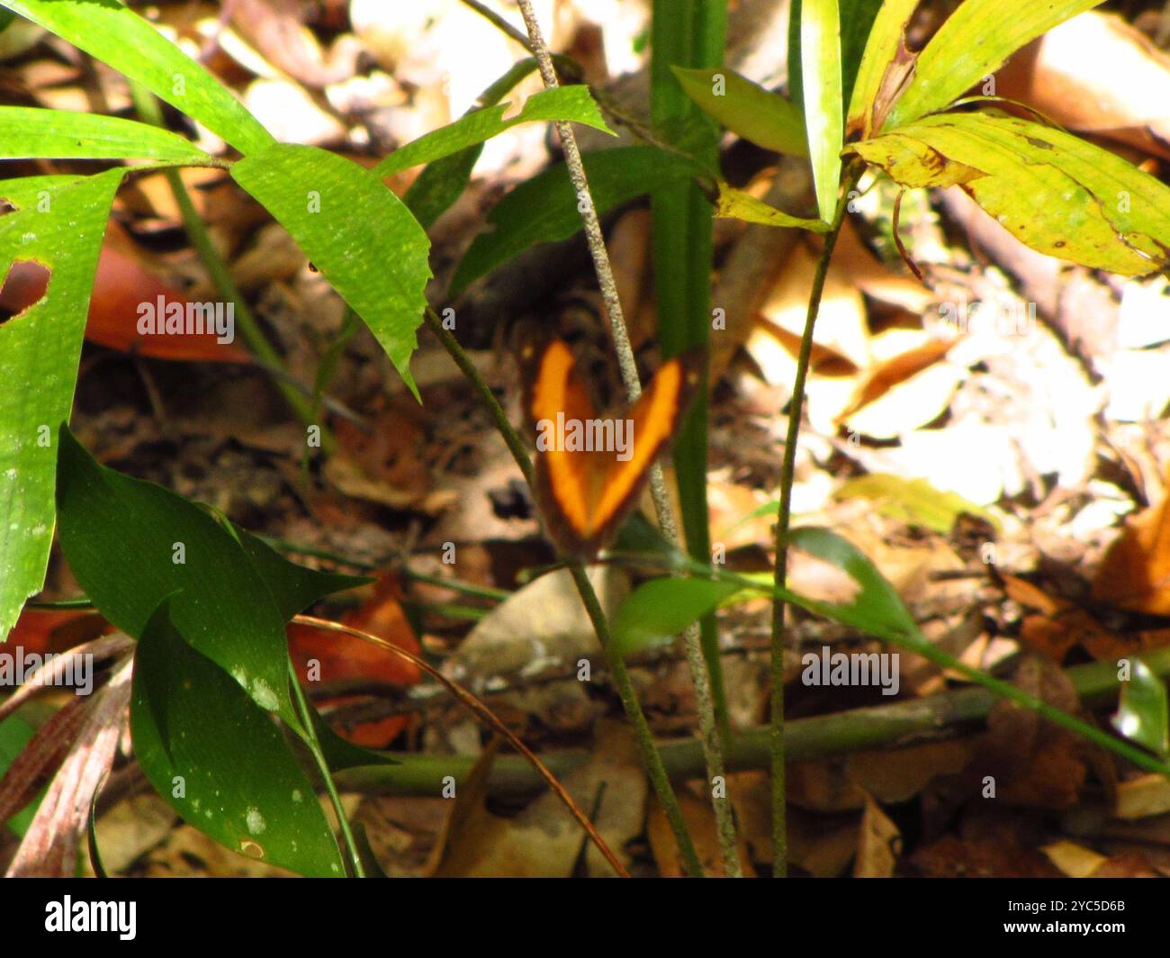 Cupha prosope hi-res stock photography and images - Alamy