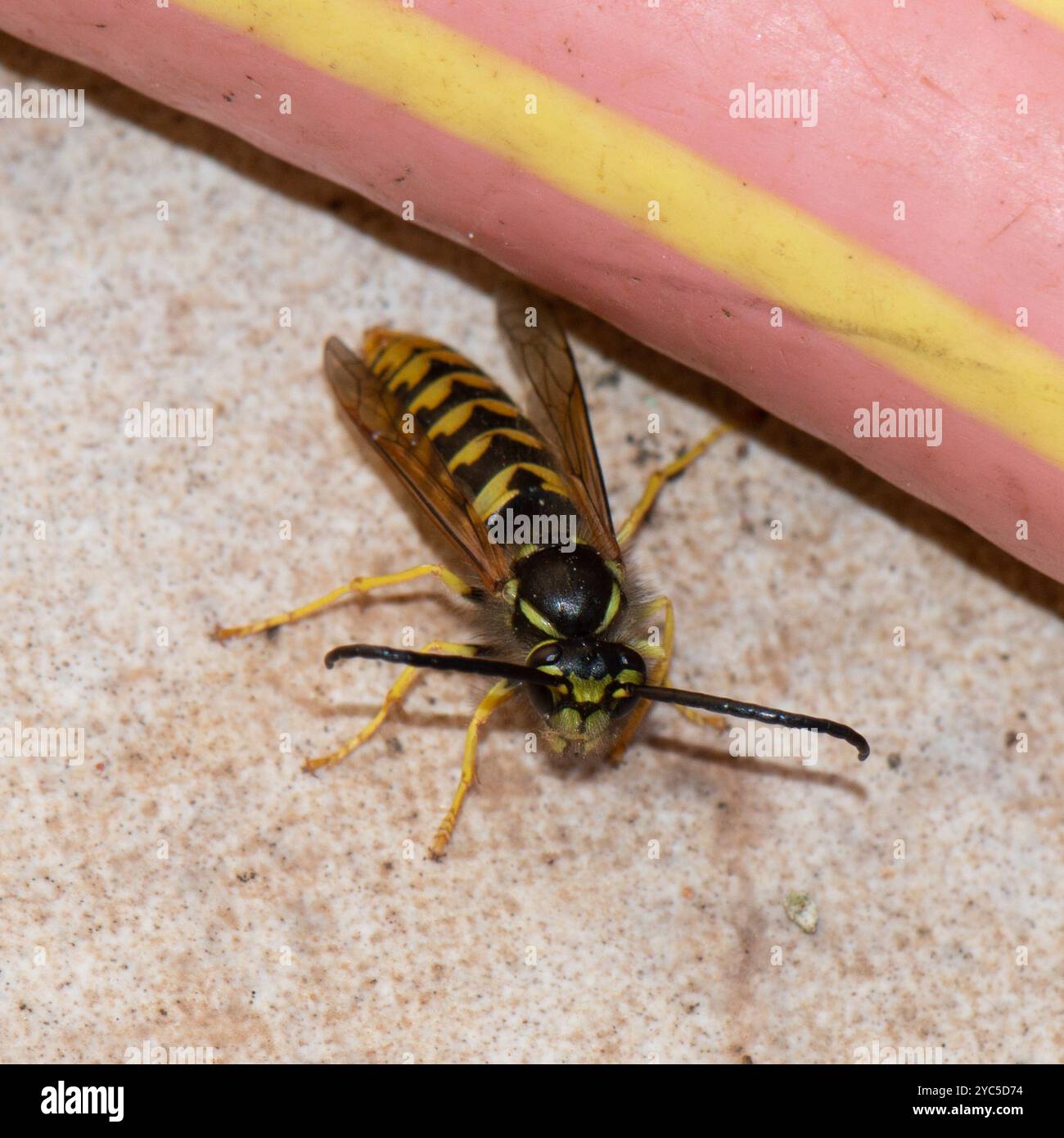 Ground Yellowjackets (Vespula) Insecta Stock Photo - Alamy
