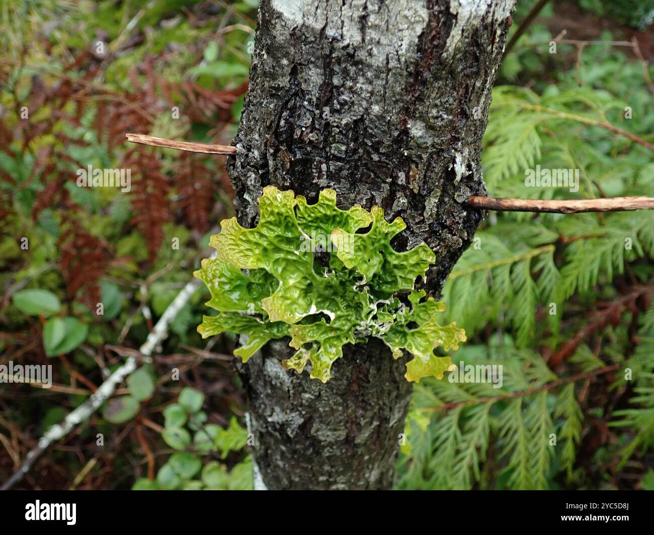 Tree Lungwort (Lobaria pulmonaria) Fungi Stock Photo - Alamy