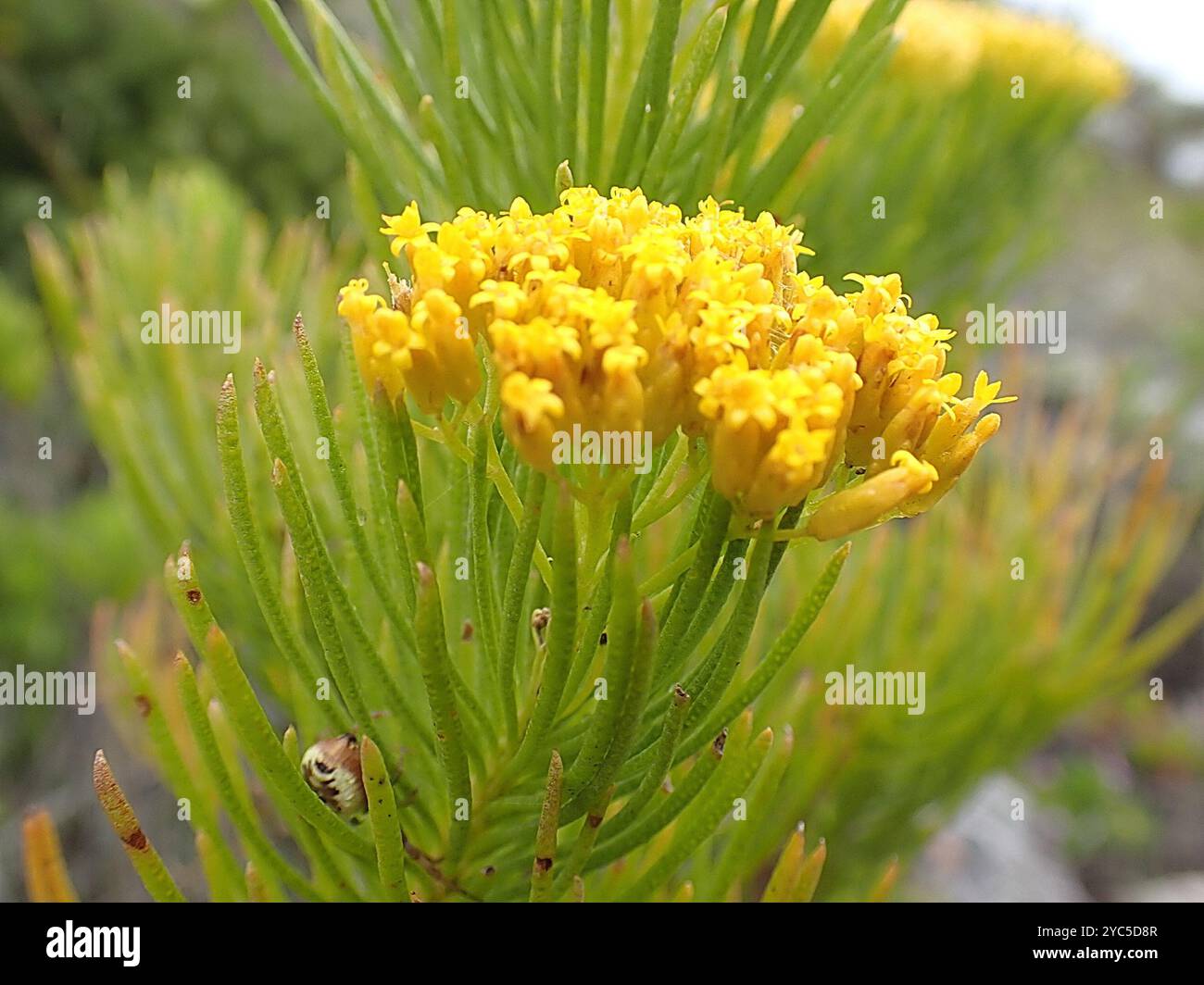 African Mask spider (Synema imitatrix) Arachnida Stock Photo - Alamy