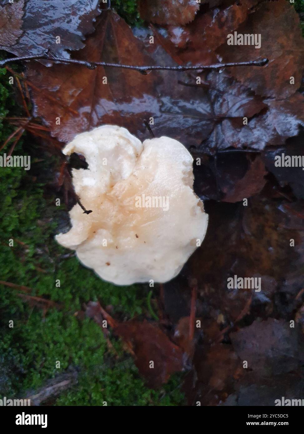 Wood Hedgehog (Hydnum repandum) Fungi Stock Photo - Alamy