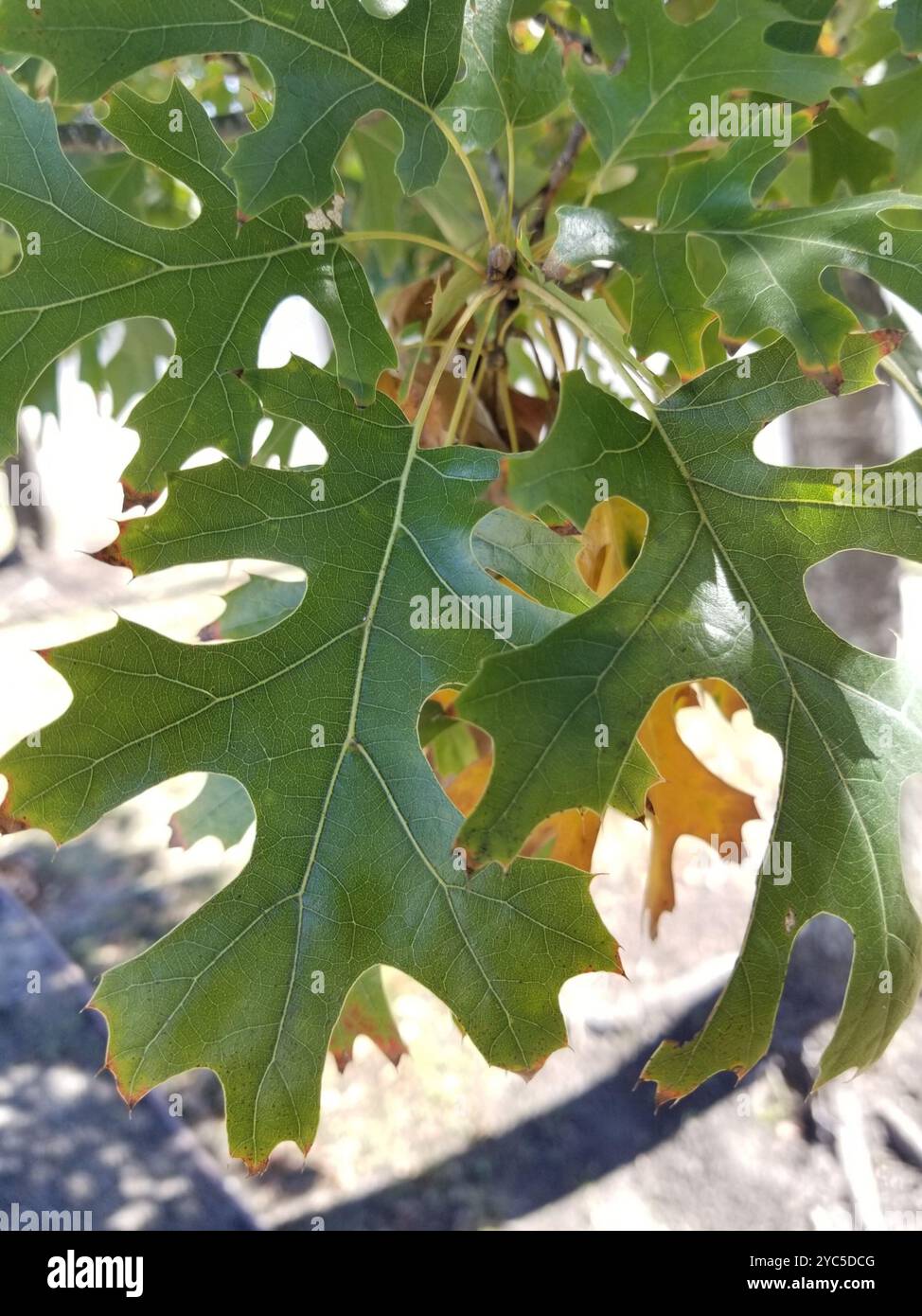 Shumard oak (Quercus shumardii) Plantae Stock Photo - Alamy