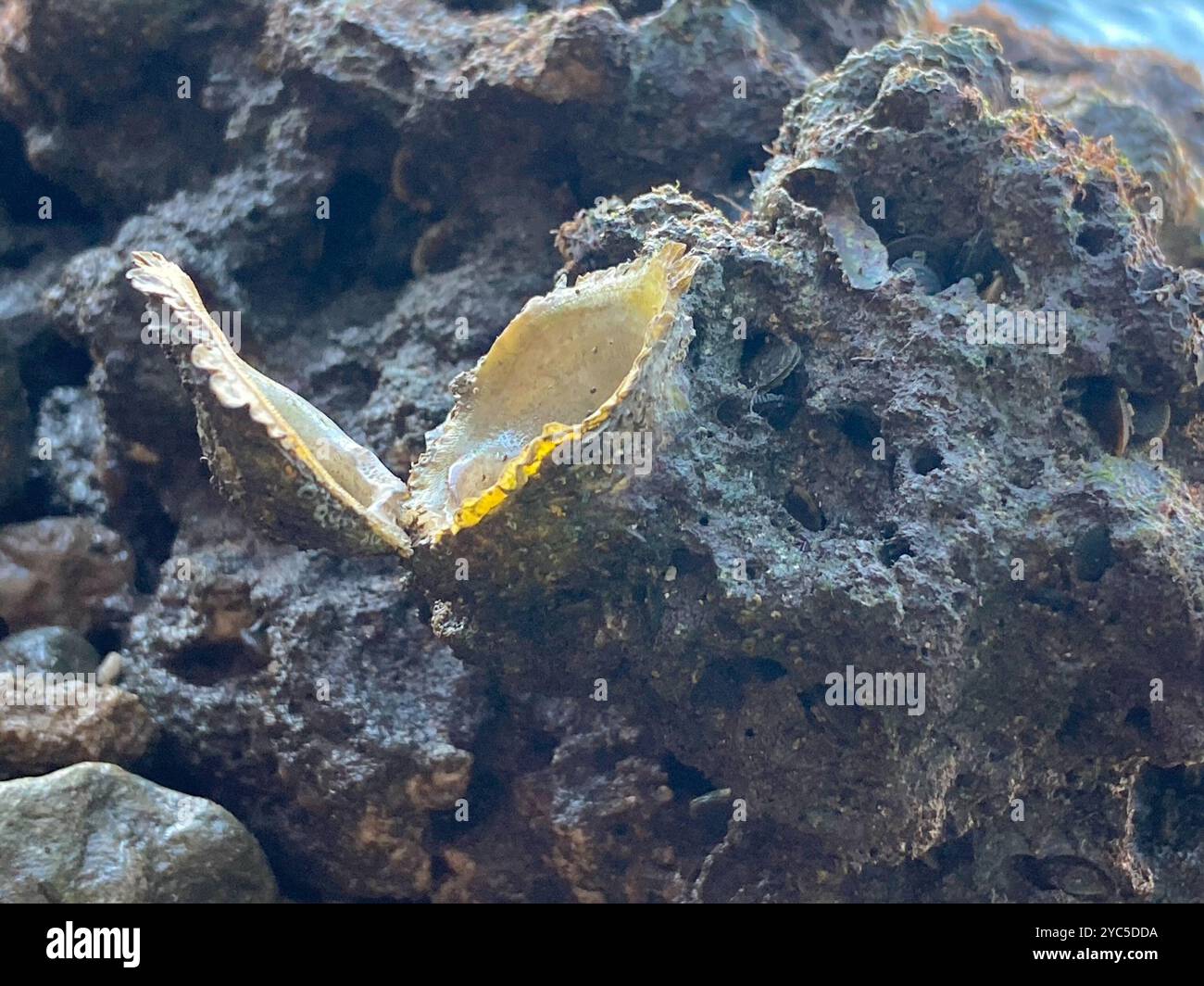 Leafy Jewel Box (Chama macerophylla) Mollusca Stock Photo - Alamy