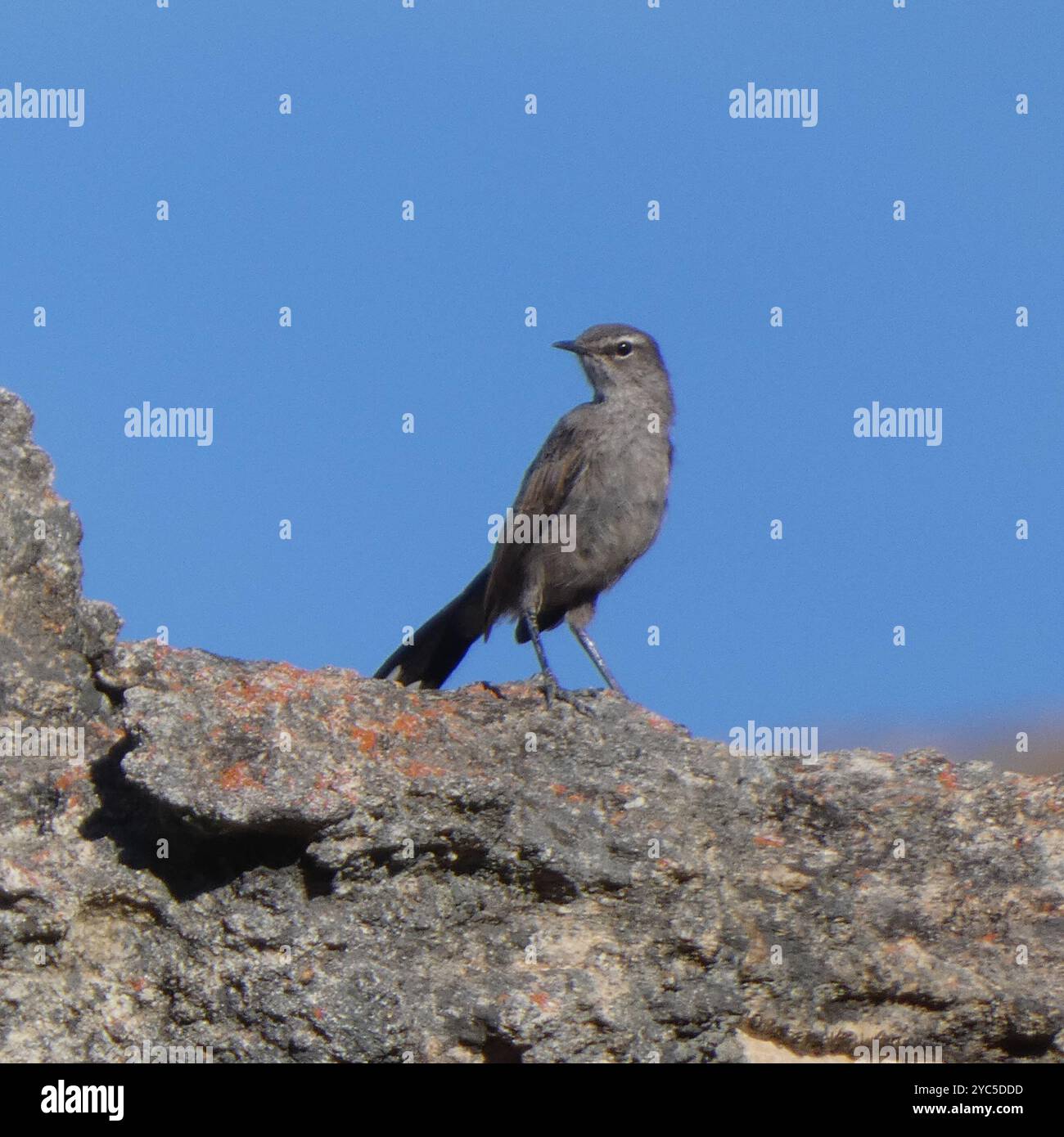 Karoo scrub robin hi-res stock photography and images - Alamy