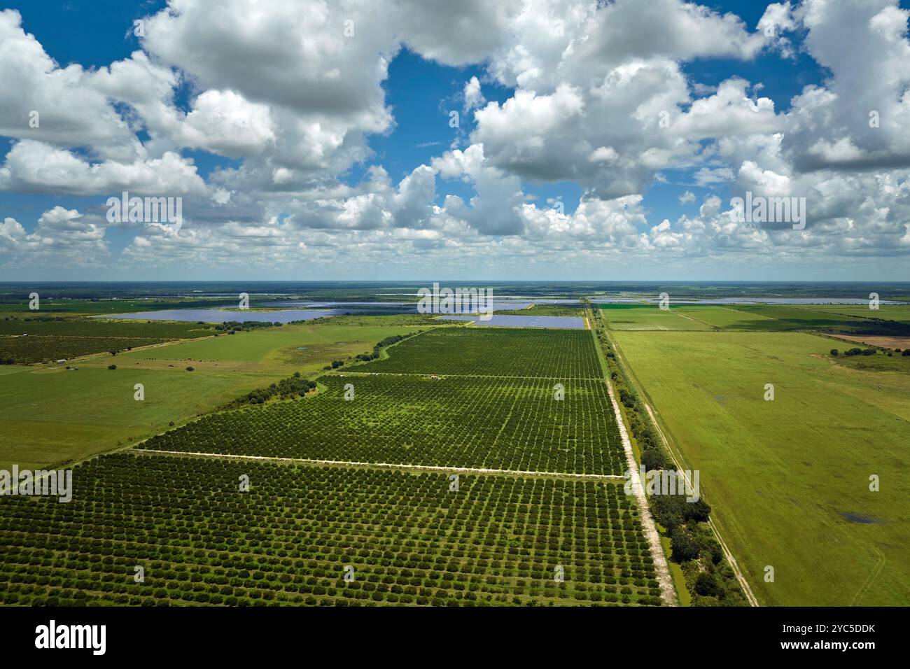 Aerial view of Florida farmlands with rows of orange grove trees ...
