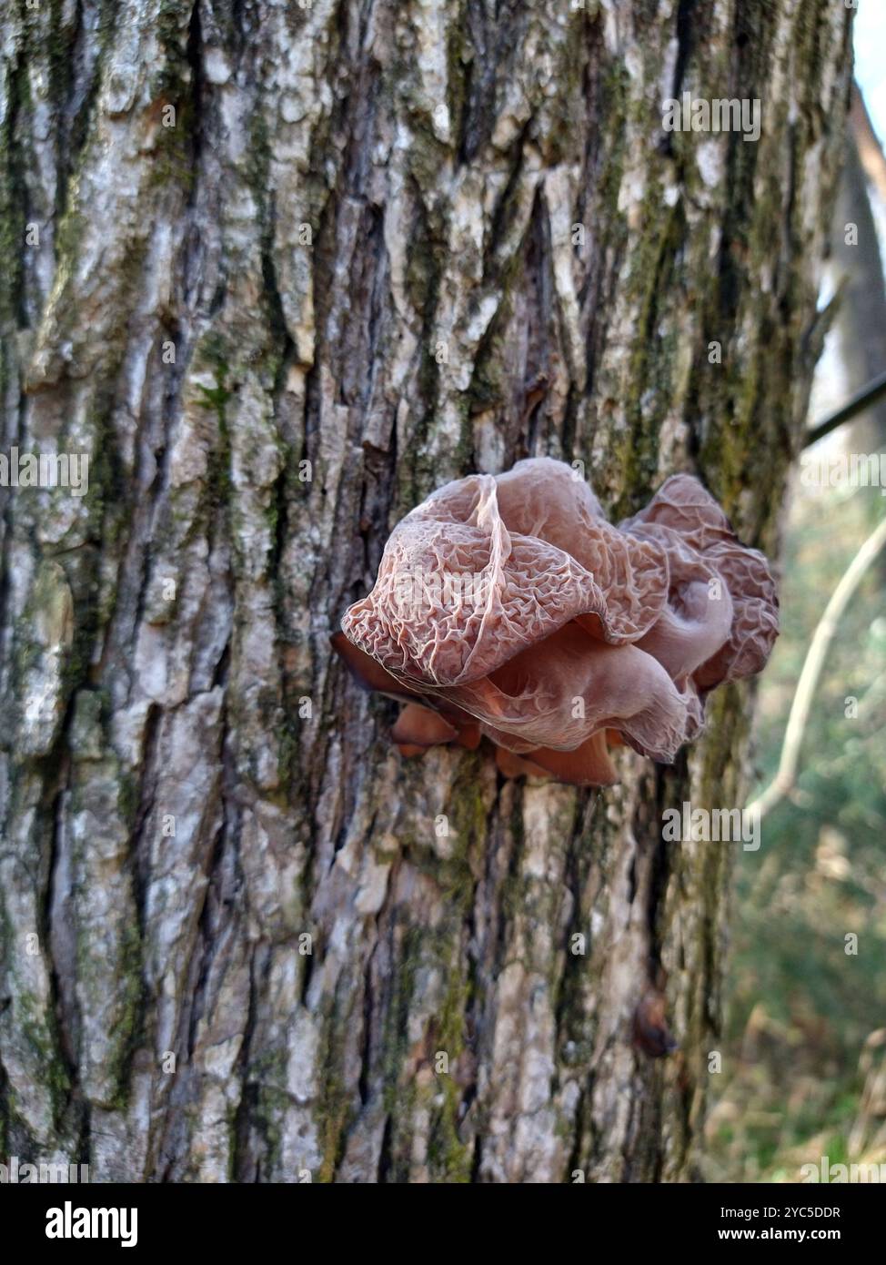 Wood ear fungi (Auricularia) Fungi Stock Photo - Alamy