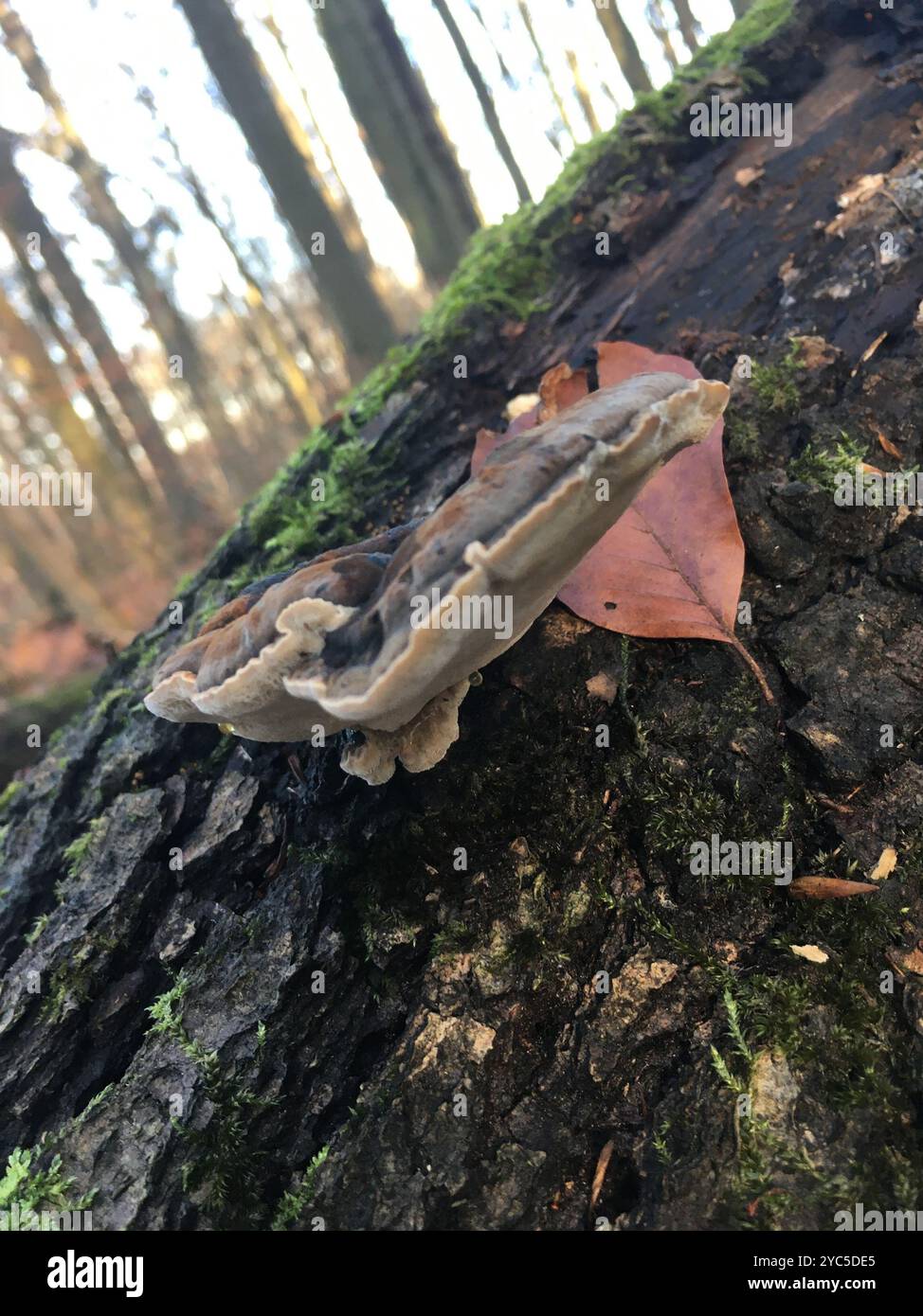Resinous Polypore (Ischnoderma resinosum) Fungi Stock Photo - Alamy
